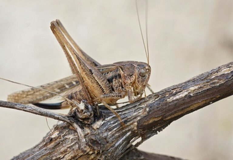 Crickets Chirping and Temperature Equation